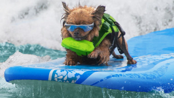 TNB Night Owl – Surfing Dogs