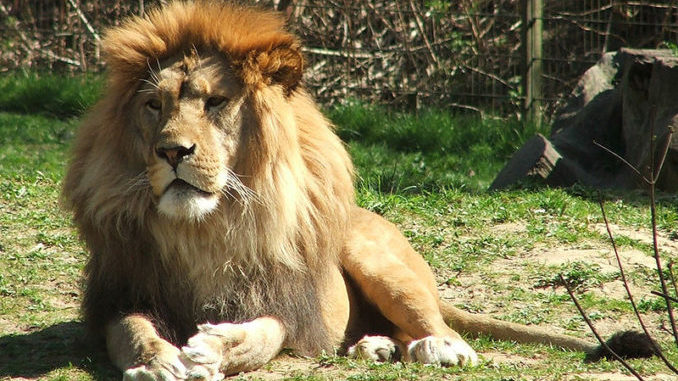 TNB Night Owl – Lion Rescue