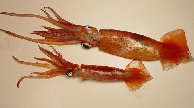 TNB Night Owl – Southern Shortfin Squid